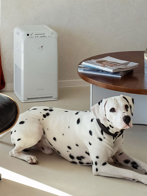 Why are air purifiers worth the investment? | Daikin
